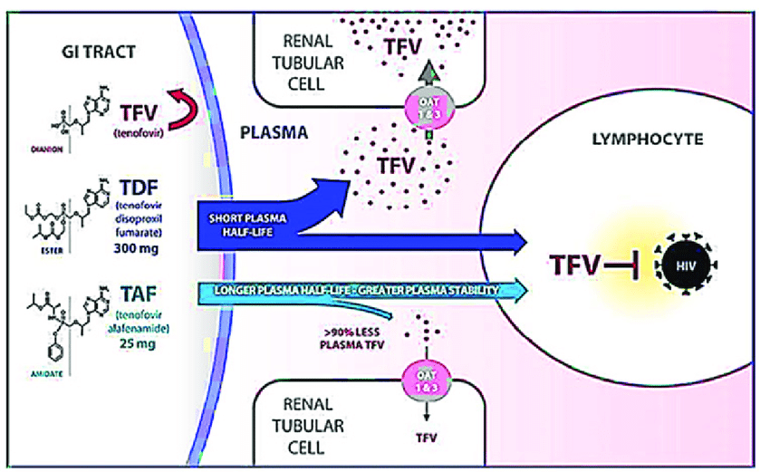 Tìm hiểu rõ 2 loại thuốc kháng virus trong điều trị viêm gan B TDF, TAF như thế nào?